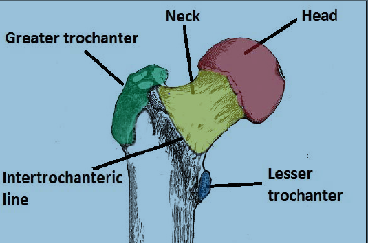 Hip Fractures: Intertrochanteric, Subtrochanteric, and Femoral Neck